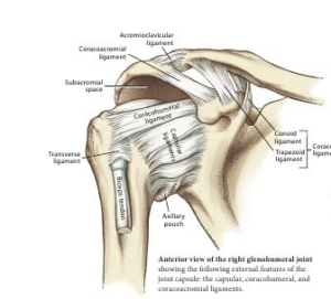 The Acromial Region: Key Concepts and Classifications