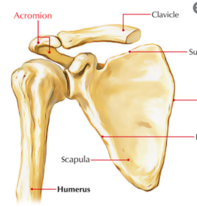The Acromial Region: Key Concepts and Classifications