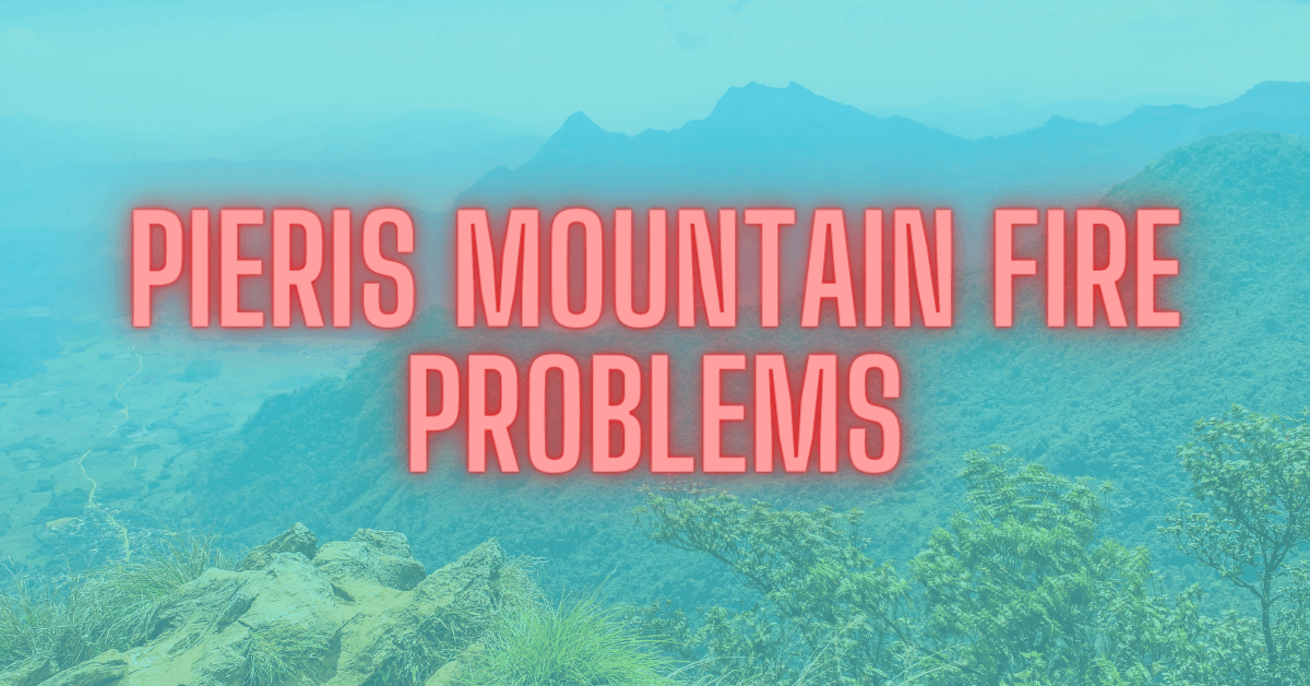 Pieris Mountain Fire Problems